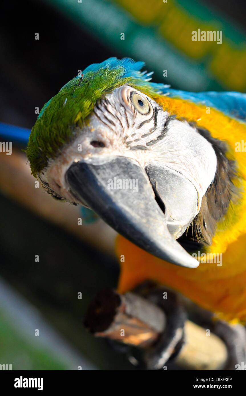 Blue-and-Gold Macaw, a bird with feathers in 2 colors, blue and yellow ...