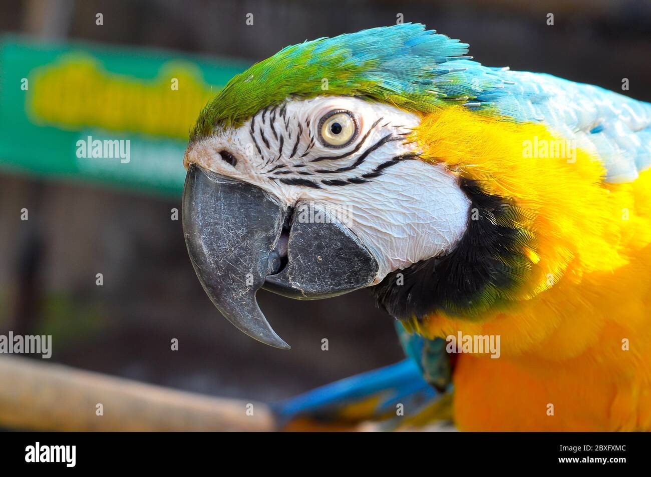 Blue-and-Gold Macaw, a bird with feathers in 2 colors, blue and yellow ...