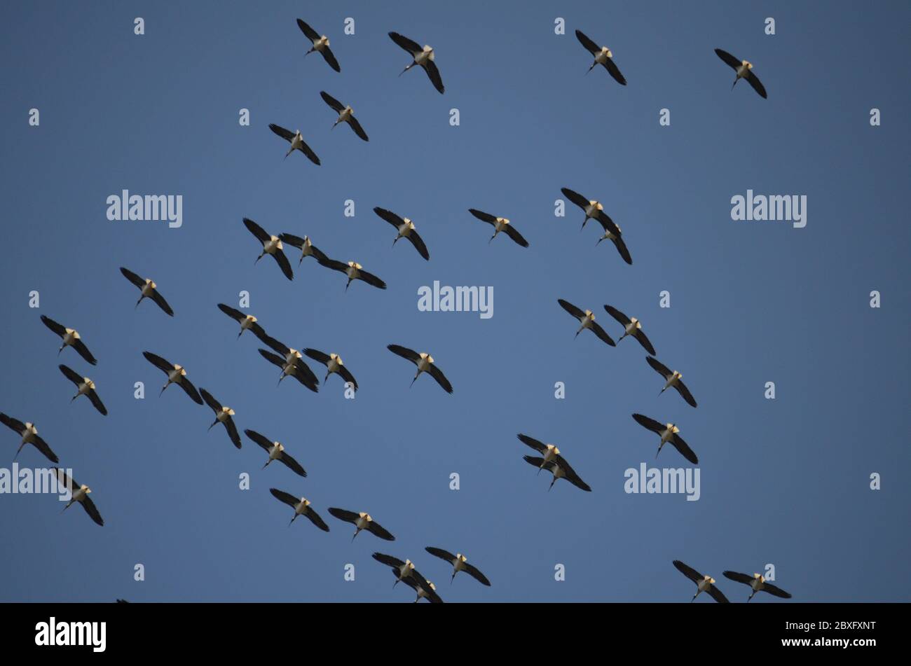 Flock of corella birds in flight hi-res stock photography and images ...