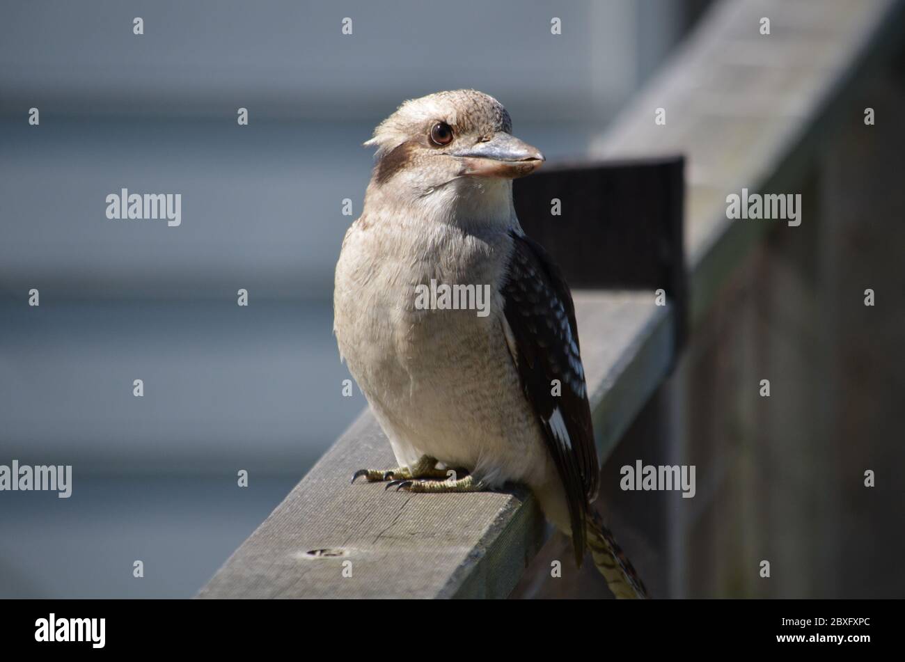 Australia Native Birds Stock Photo - Alamy