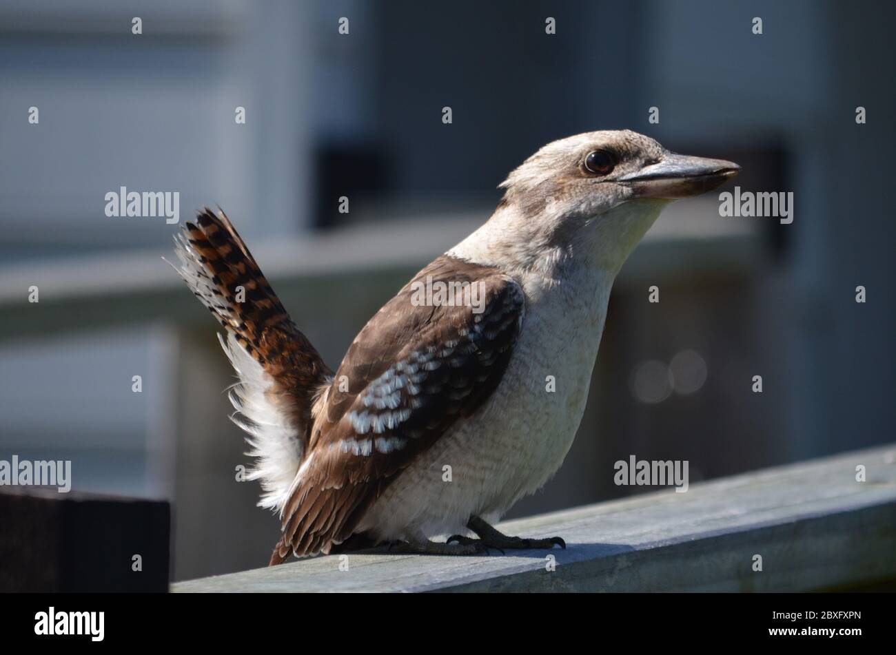 Australia Native Birds Stock Photo - Alamy