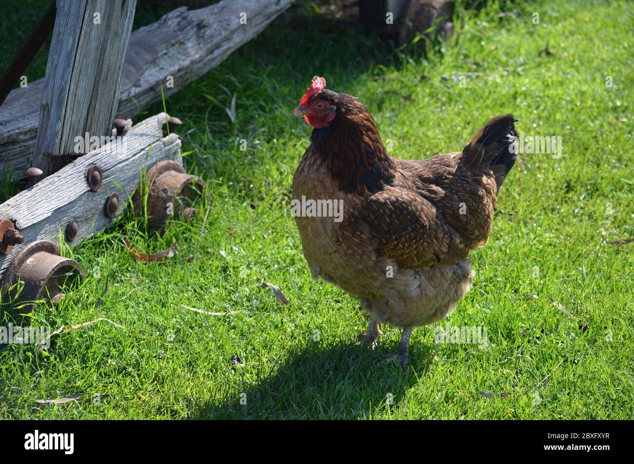Australia Victoria Farm Phillip Island Stock Photo - Alamy