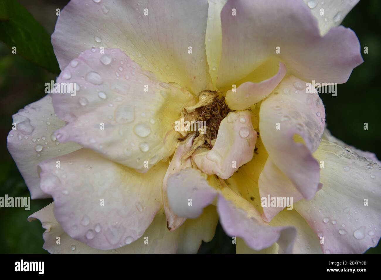 Peace rose hi-res stock photography and images - Alamy