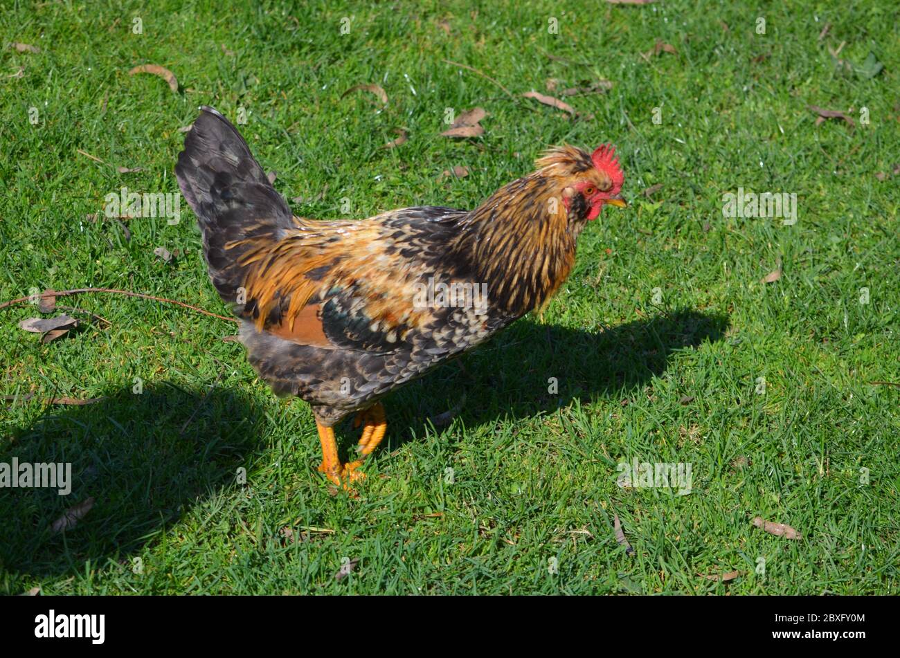 Australia Victoria Farm Phillip Island Stock Photo - Alamy