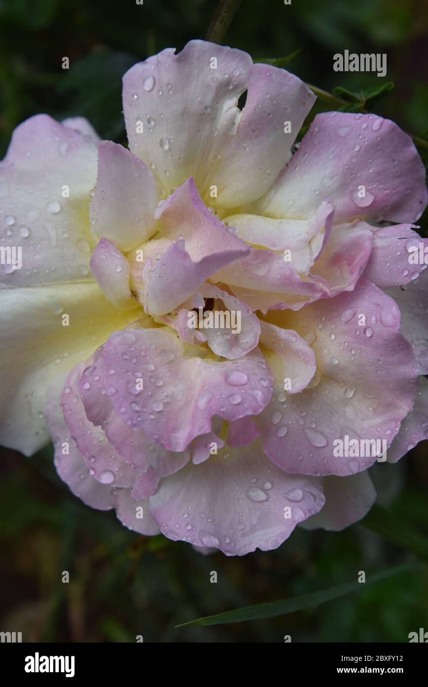 Peace rose hi-res stock photography and images - Alamy