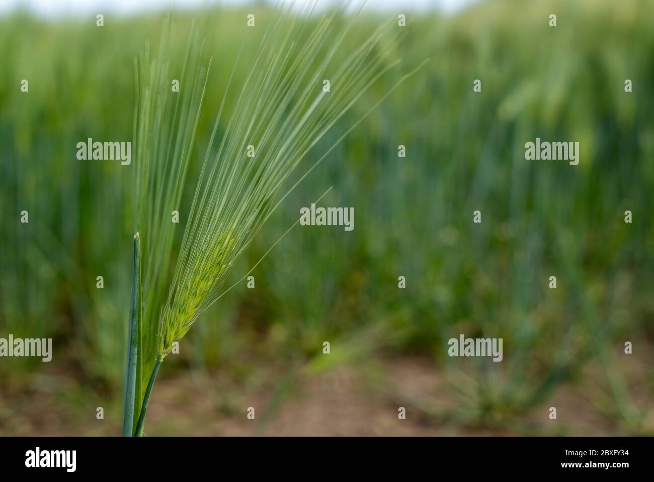 Ripening bearded barley on a bright summer day. It is a member of the ...
