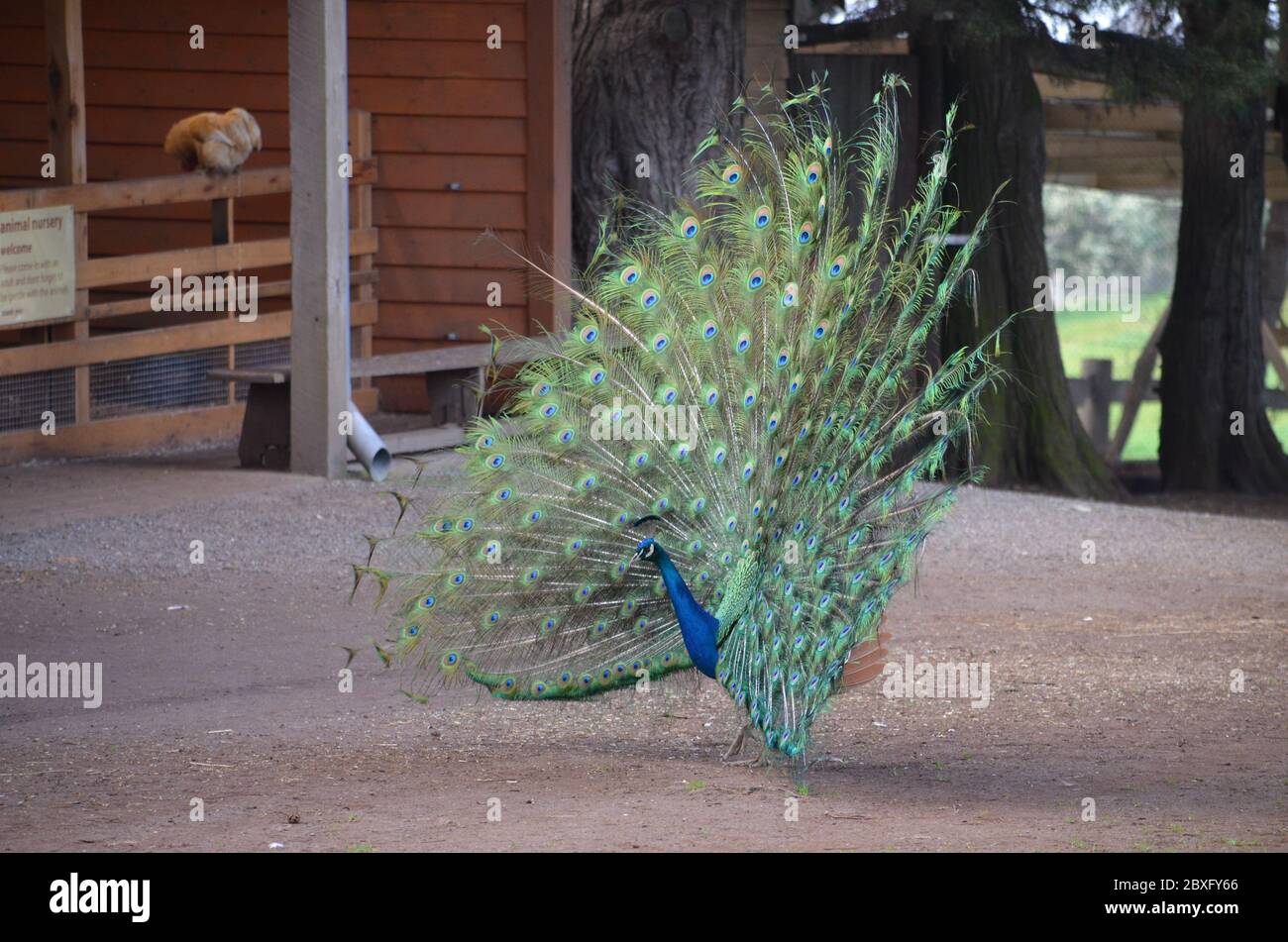 Australia Victoria Farm Phillip Island Stock Photo - Alamy