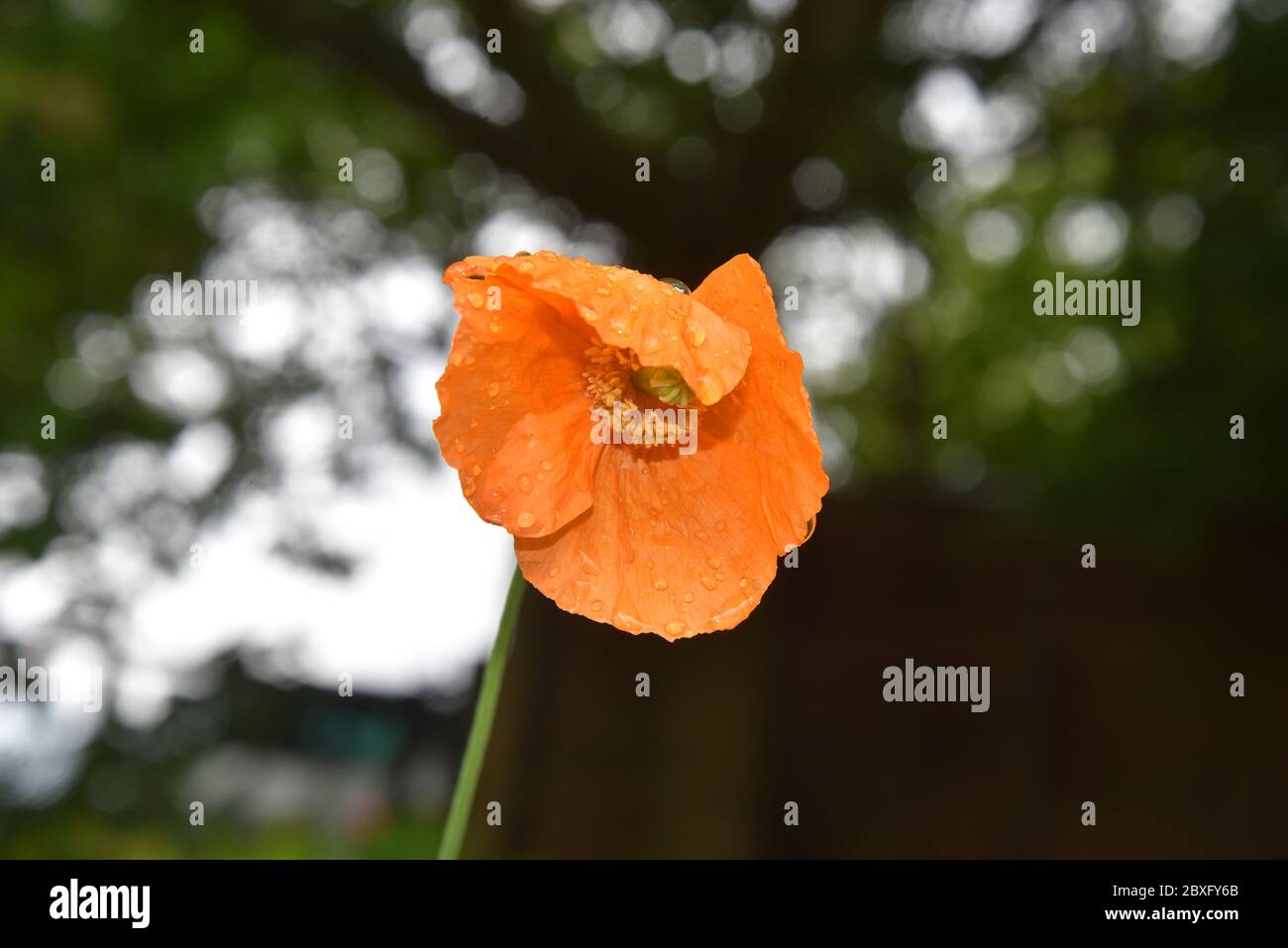 Poppy with water droplet Stock Photo - Alamy