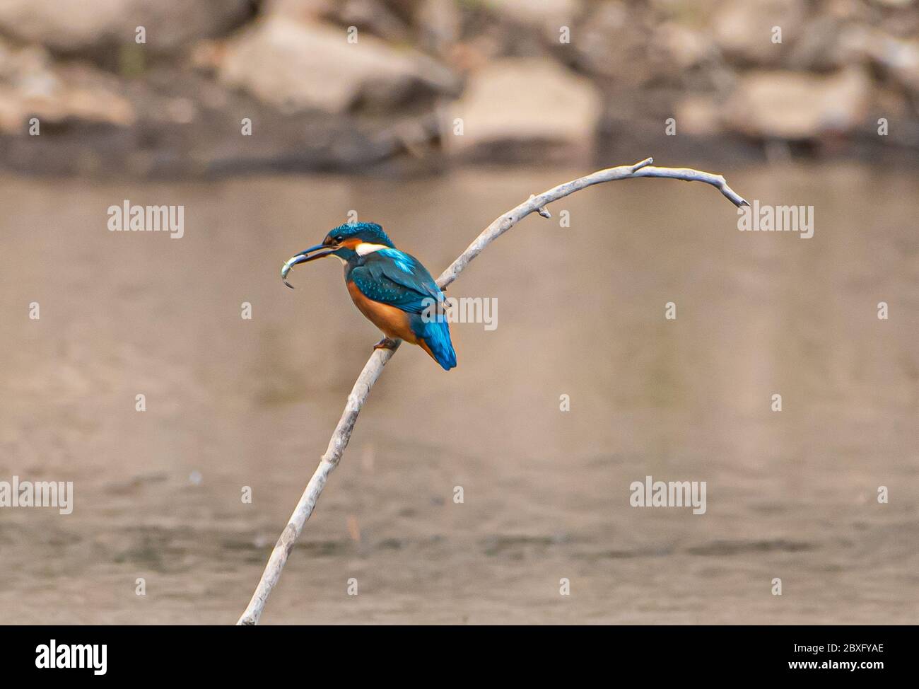 Kingfisher with stickleback hi-res stock photography and images - Alamy