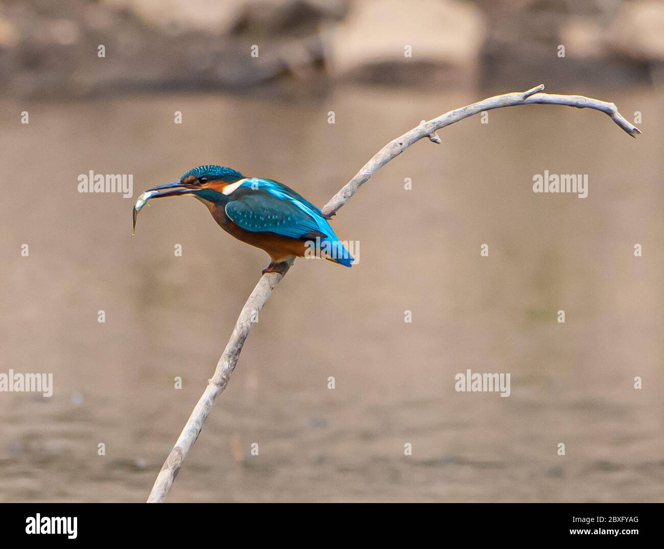 Kingfisher with stickleback hi-res stock photography and images - Alamy