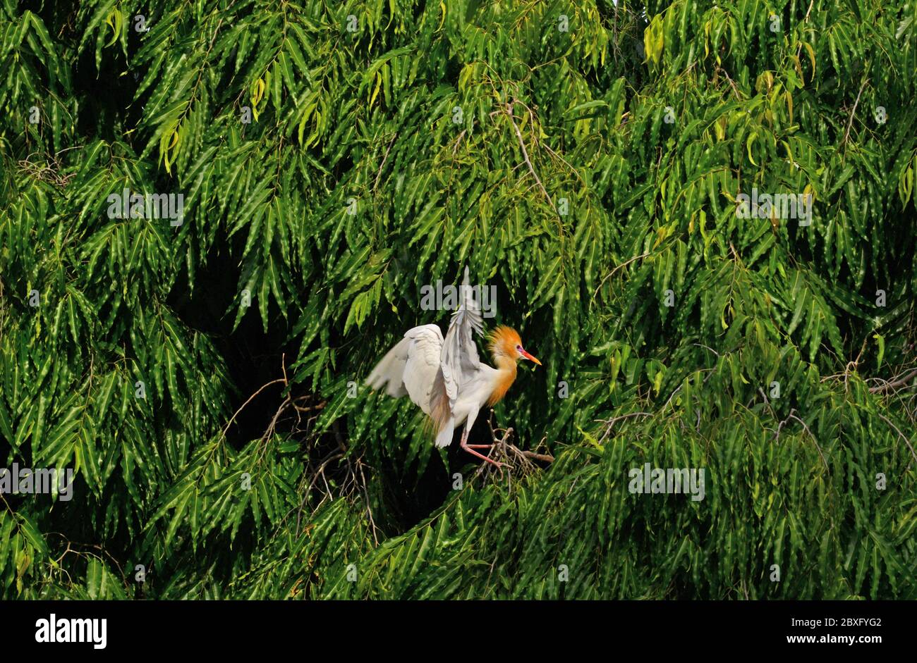 Beawar, India. 05th June, 2020. Cattle Egret bird flying on a tree at a ...