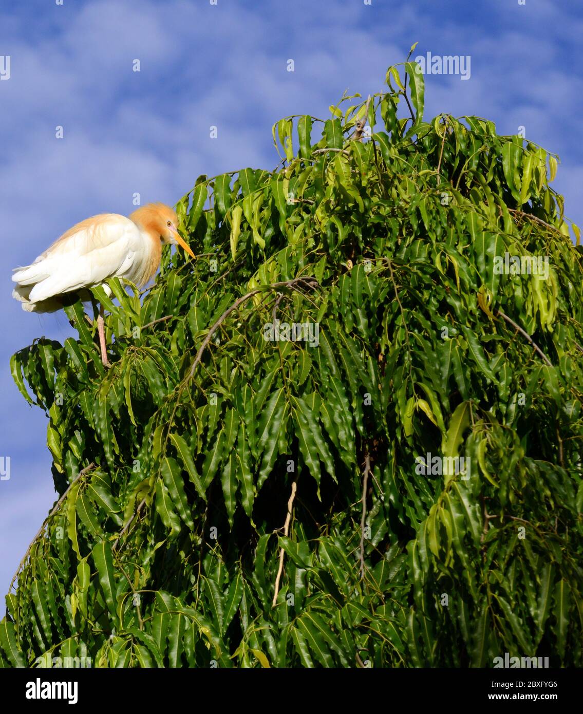 Beawar, India. 05th June, 2020. Cattle Egret bird is seen in the ...