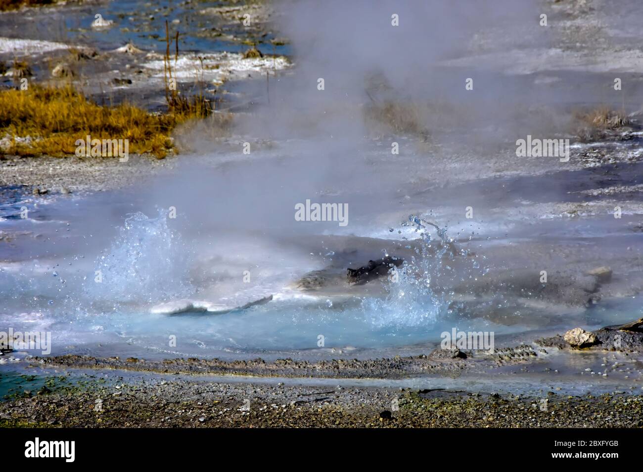 Minute Geyser erupting at Norris Geyser Basin, Yellowstone National ...