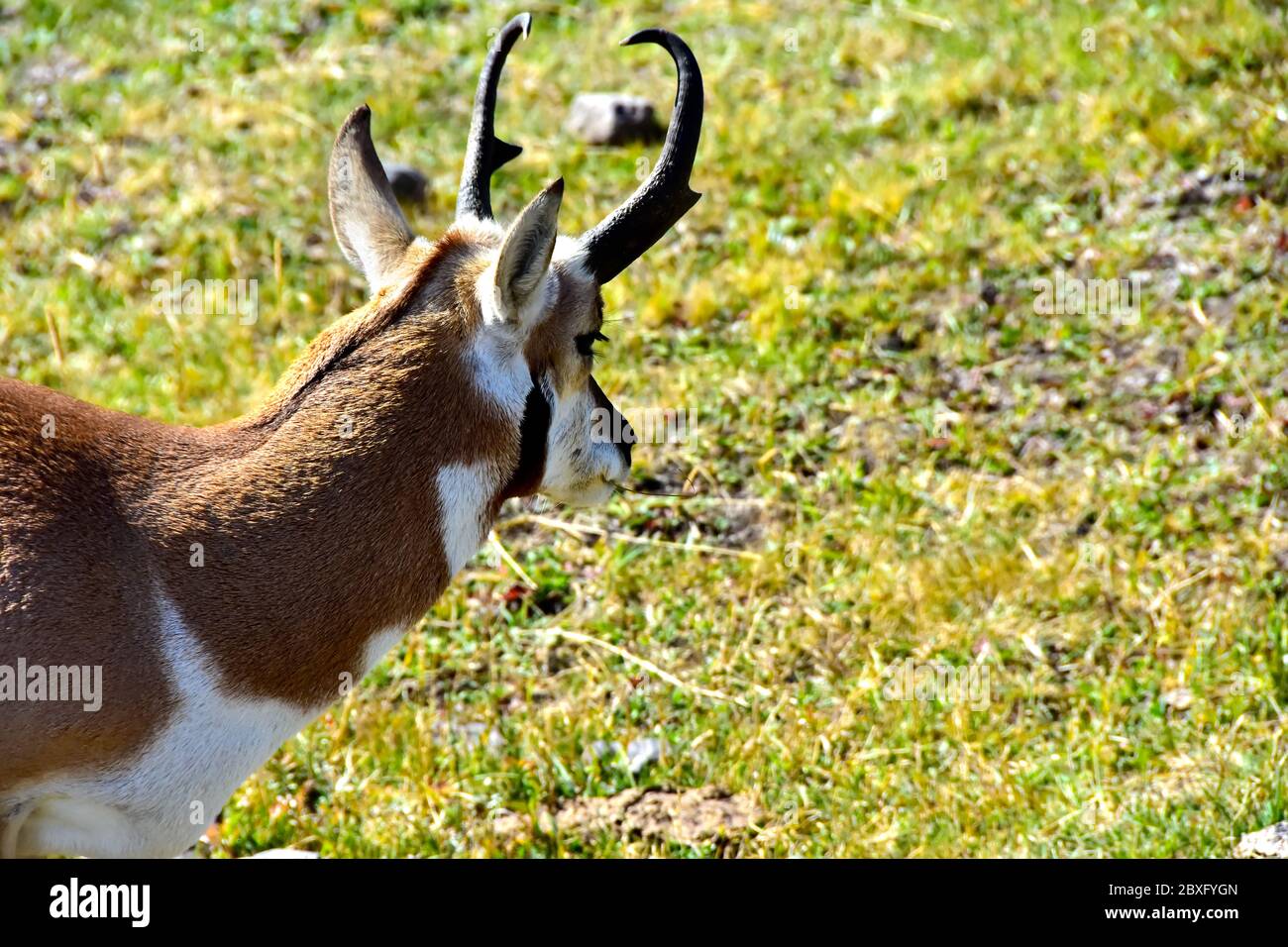 Closeup profile of a Antelope, or Pronghorn, at Yellowstone National ...