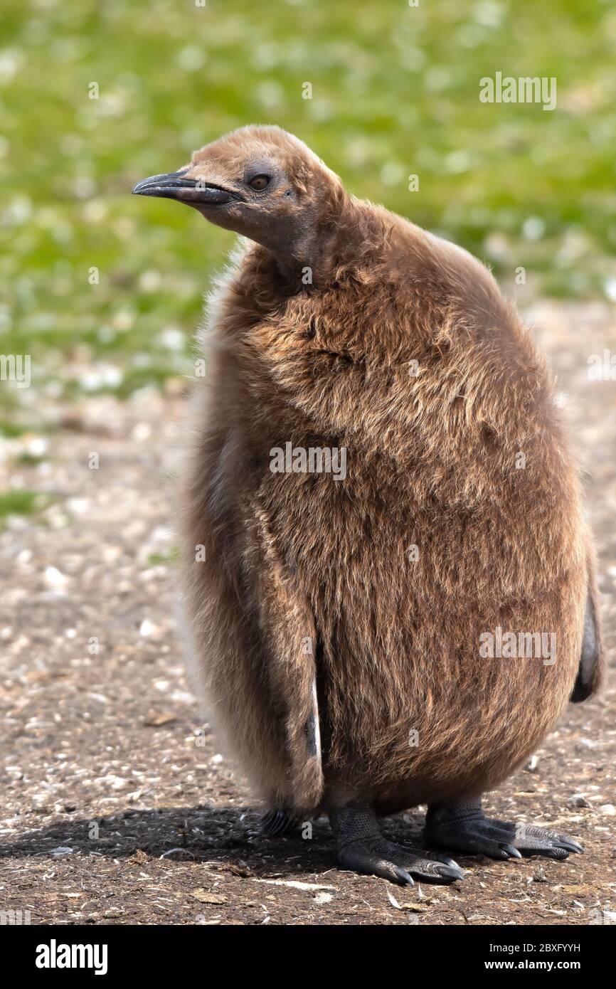 A young King Penguin Chick at Volunteer Point, Falkland Islands Stock ...