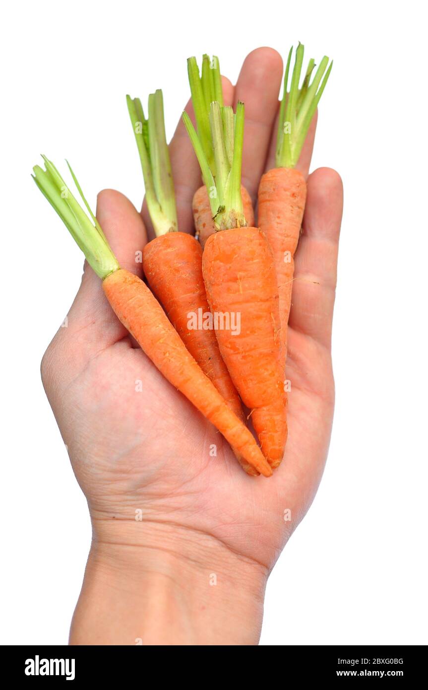 Human hand holding carrot hi-res stock photography and images - Alamy