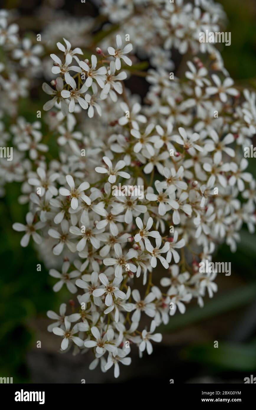 Pyramidal Saxifrage lush blossom close up Saxifraga cotyledon Stock ...