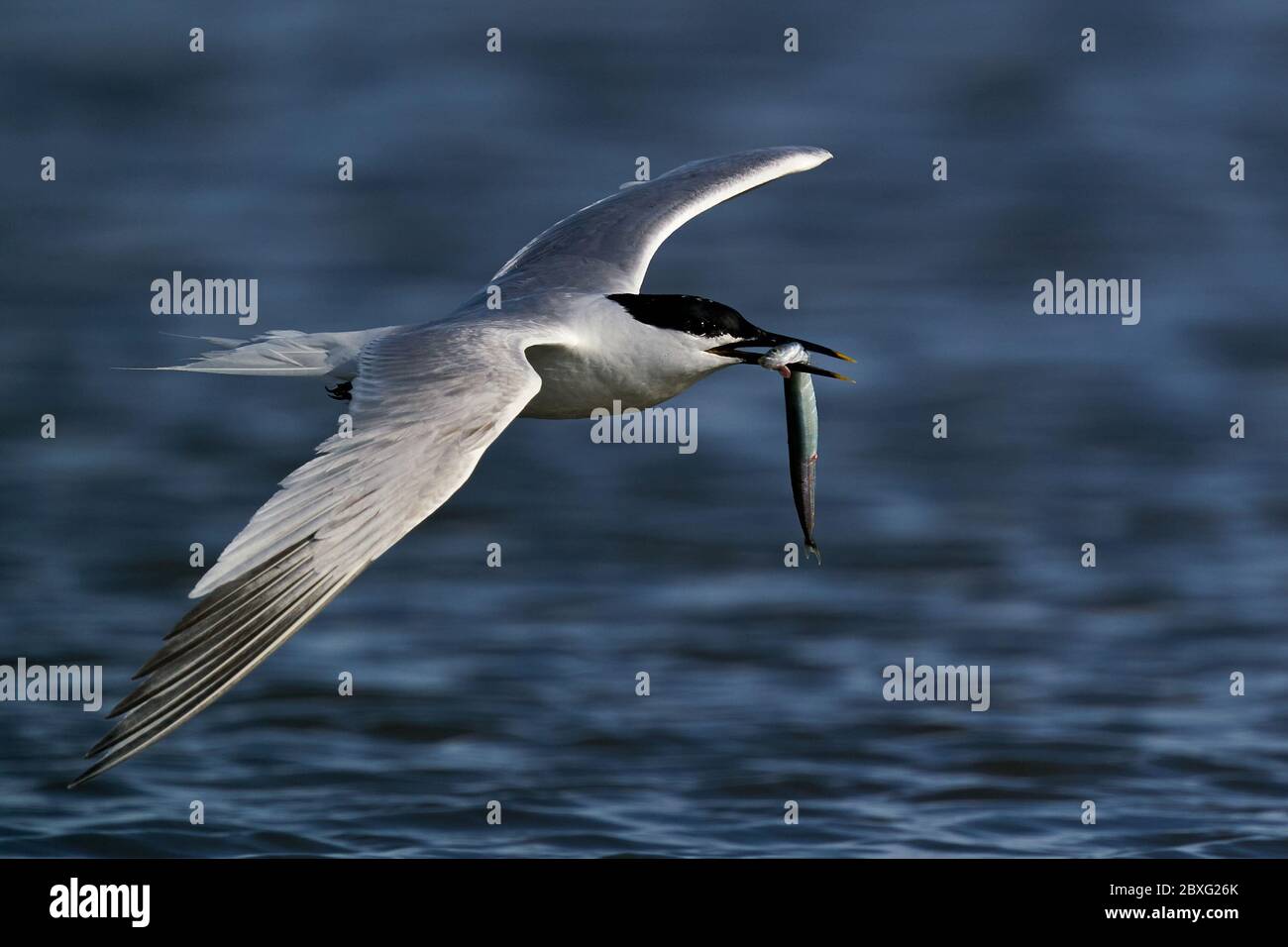 Sandwich tern in flight with a fish in its beak in its natural ...