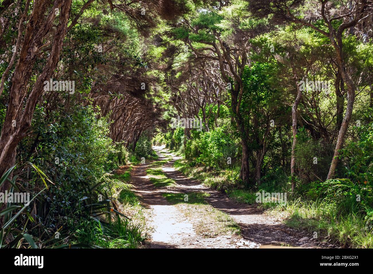 Trees of a red beech (Nothofagus fusca) forest at Takaka, New Zealand ...