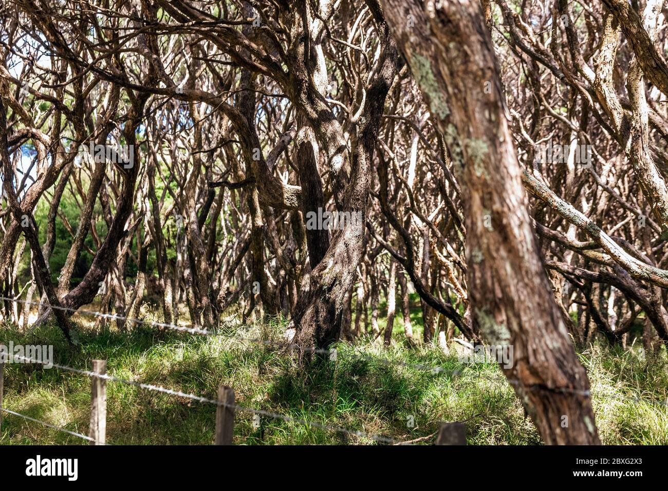 Trees of a red beech (Nothofagus fusca) forest at Takaka, New Zealand ...