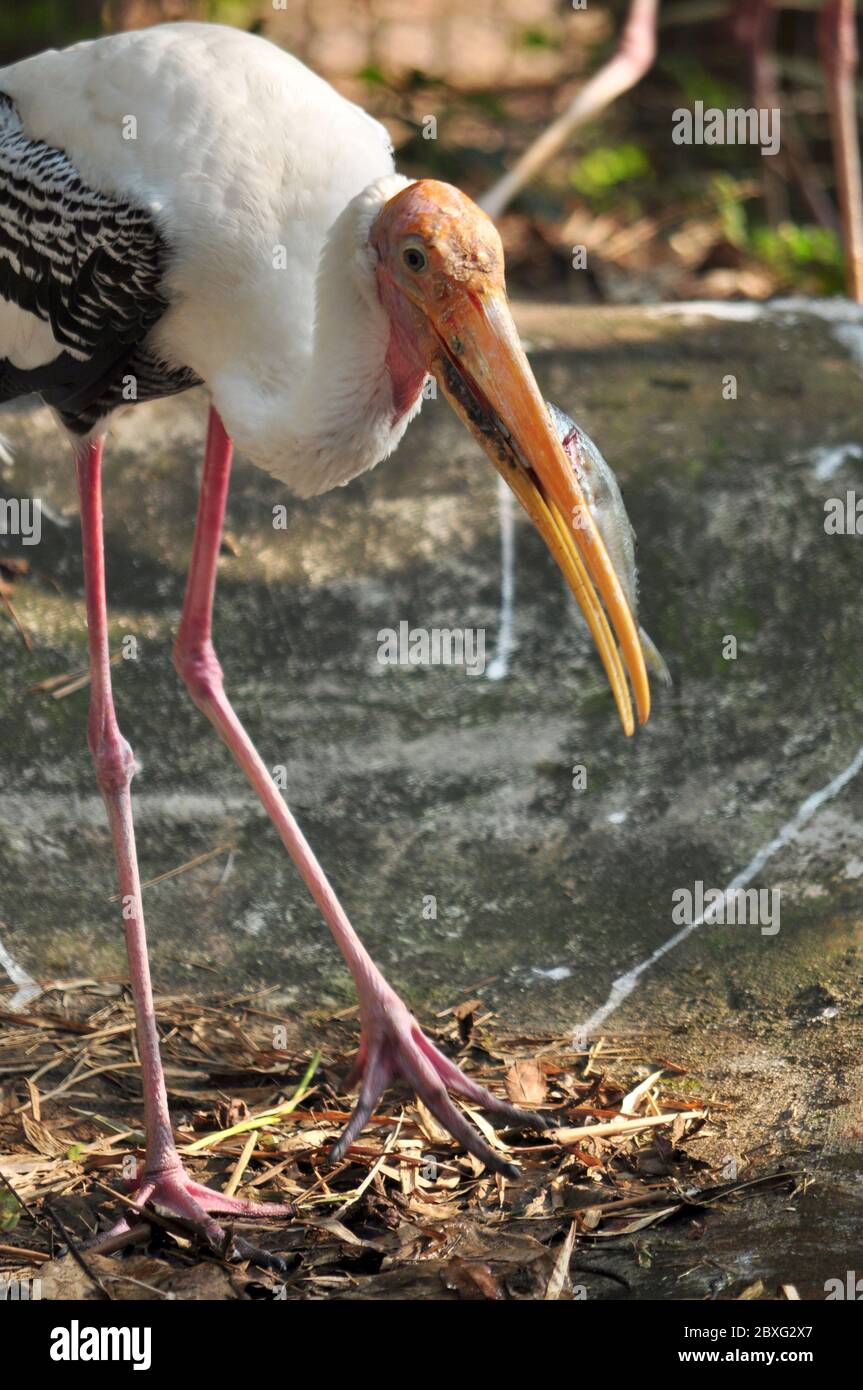 painted stork eating fish, which is the main meal of it Stock Photo - Alamy