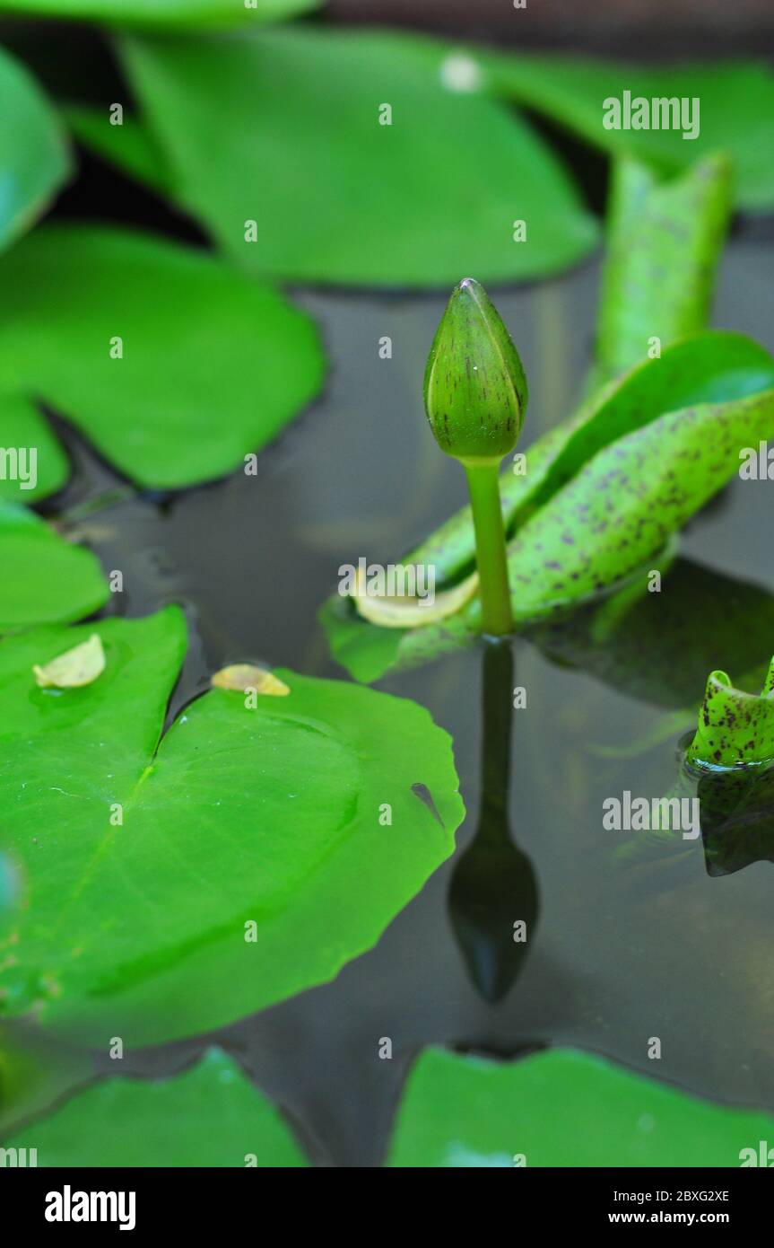 Young lotus flowers hi-res stock photography and images - Alamy