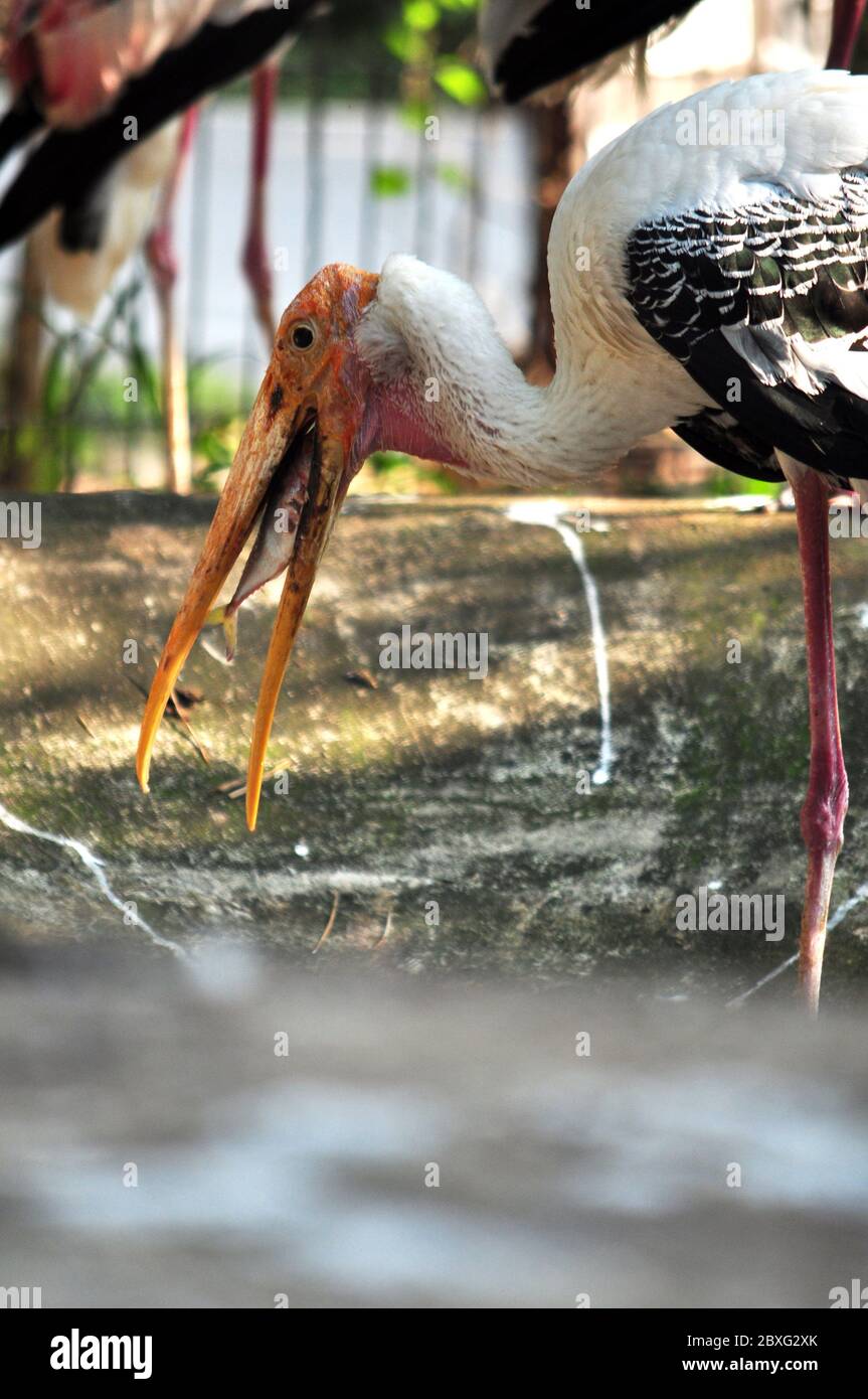 painted stork eating fish, which is the main meal of it Stock Photo - Alamy