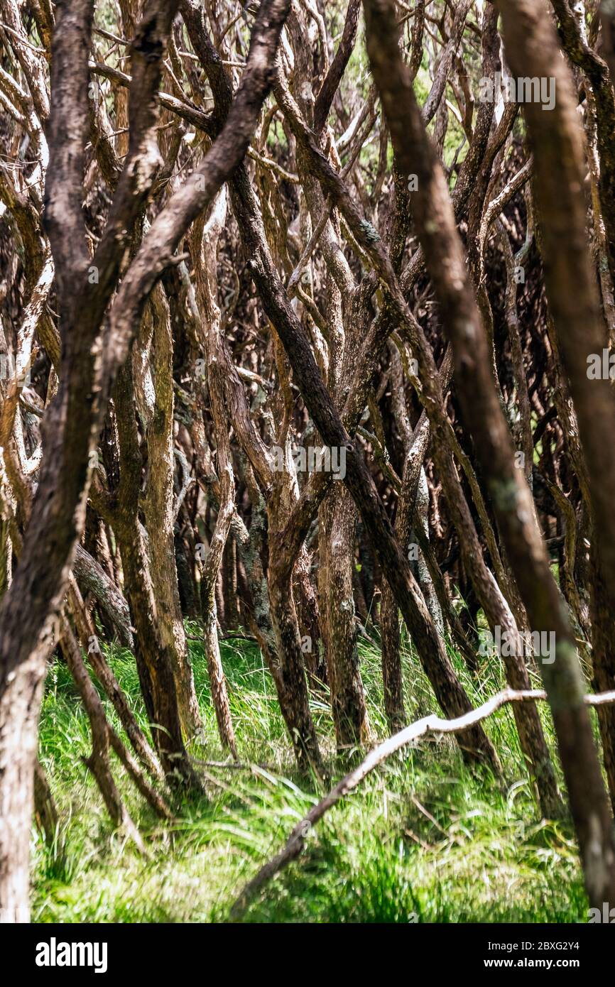 Trees of a red beech (Nothofagus fusca) forest at Takaka, New Zealand ...