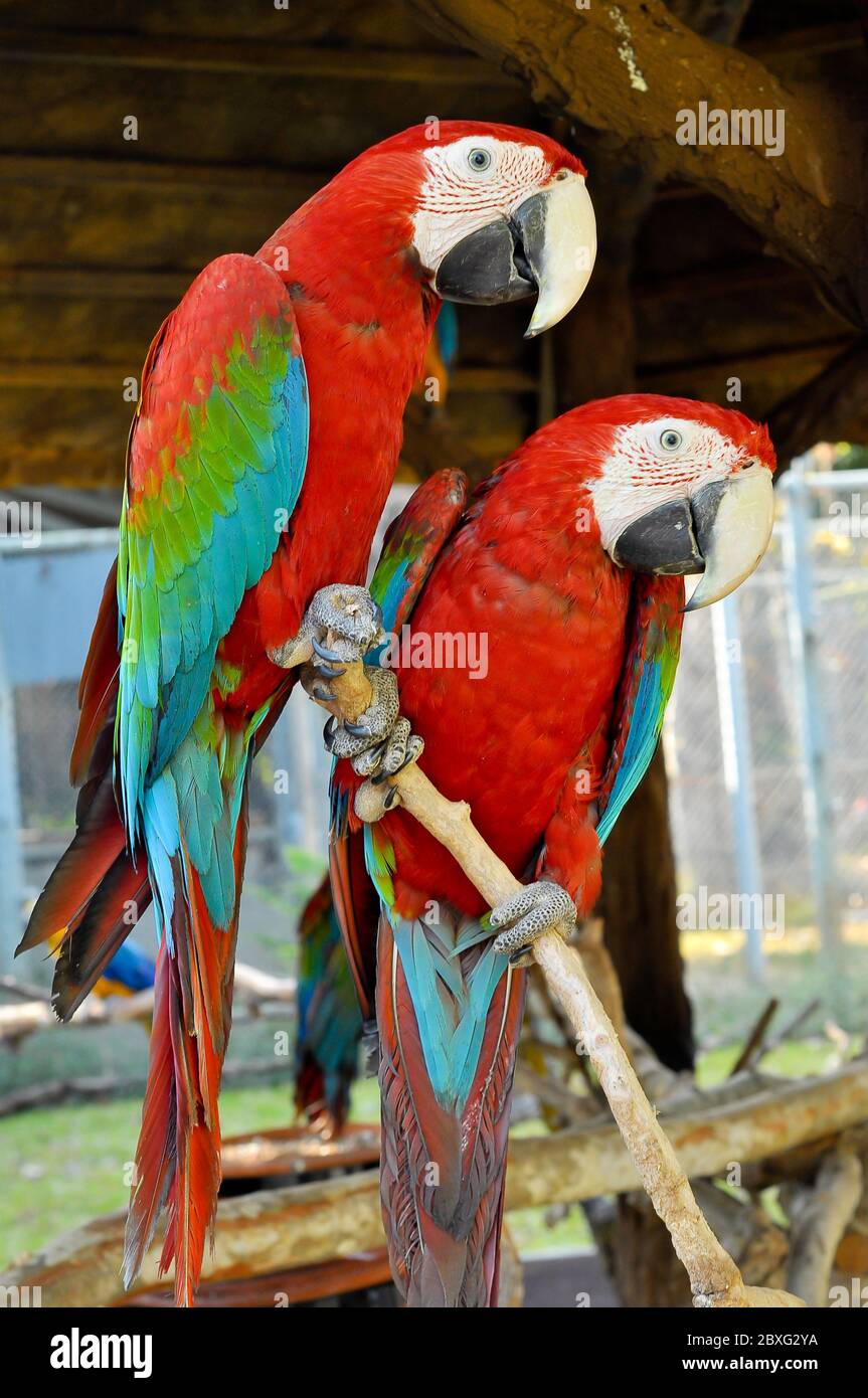 Green-winged Macaw on tree branches within the exhibit Stock Photo - Alamy