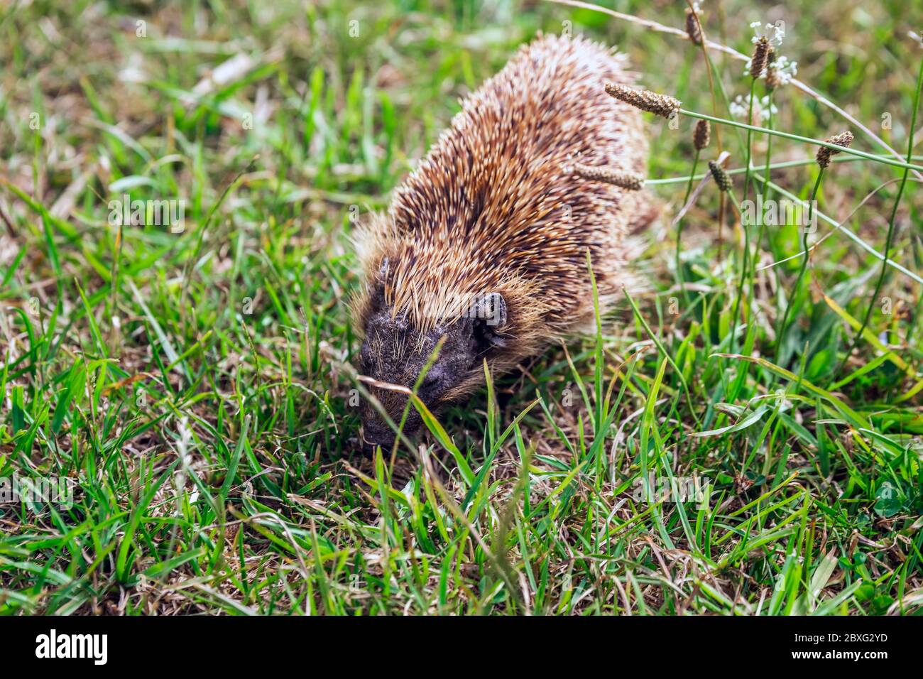Hedgehog near Wharariki beach in National Park. Nelson, South Island ...