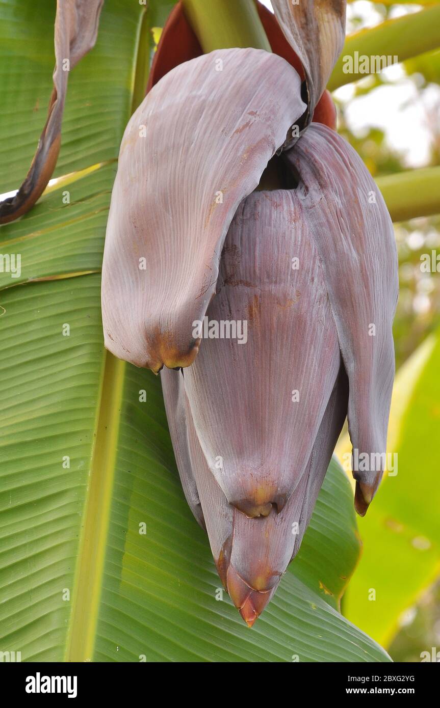 Food On Banana Tree Leaf