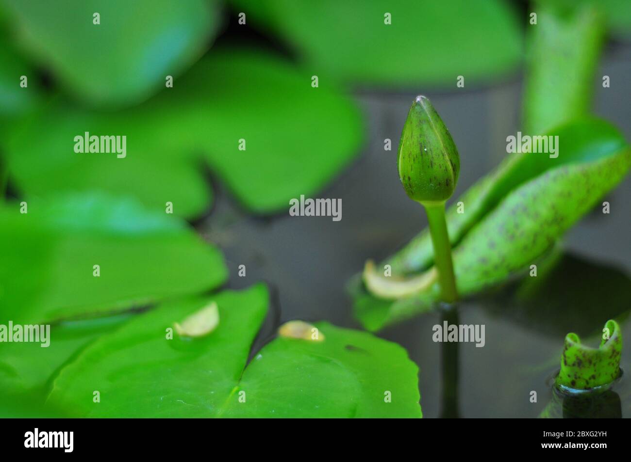 Before it will bloom lotus with green flowers rise above the surface ...