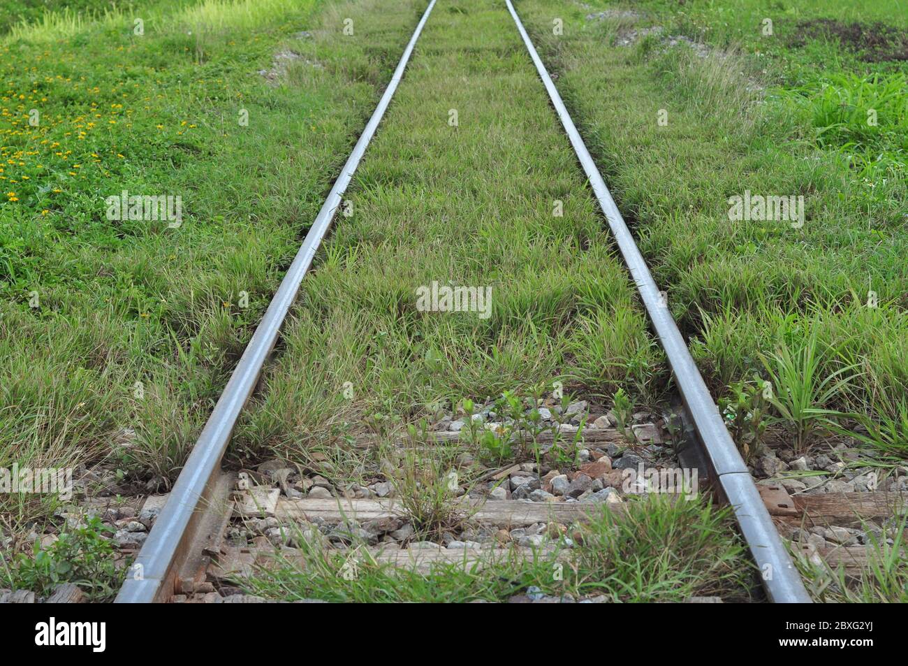 Railway tracks with grass covered up, but still can be used normally ...