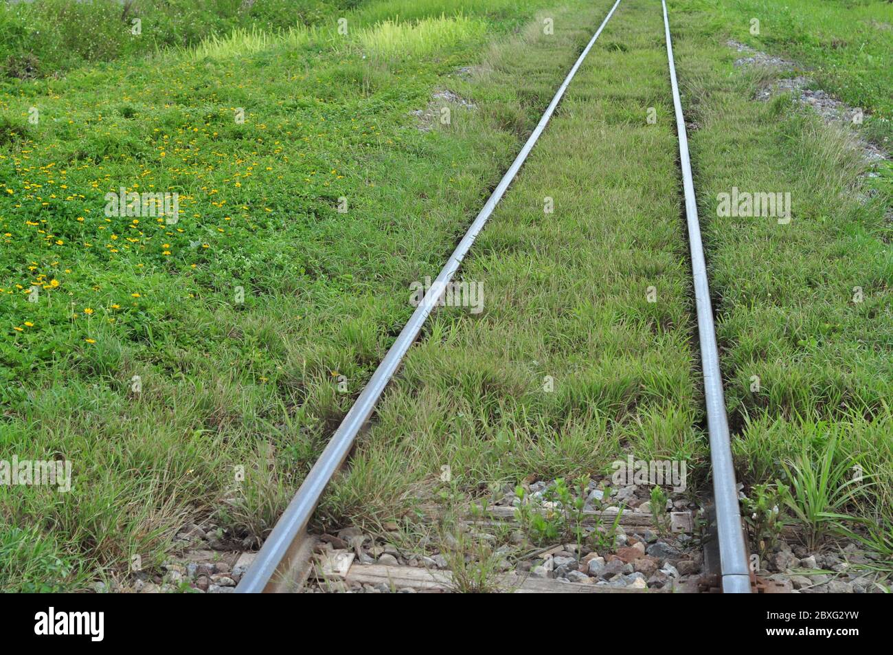 Railway tracks with grass covered up, but still can be used normally ...