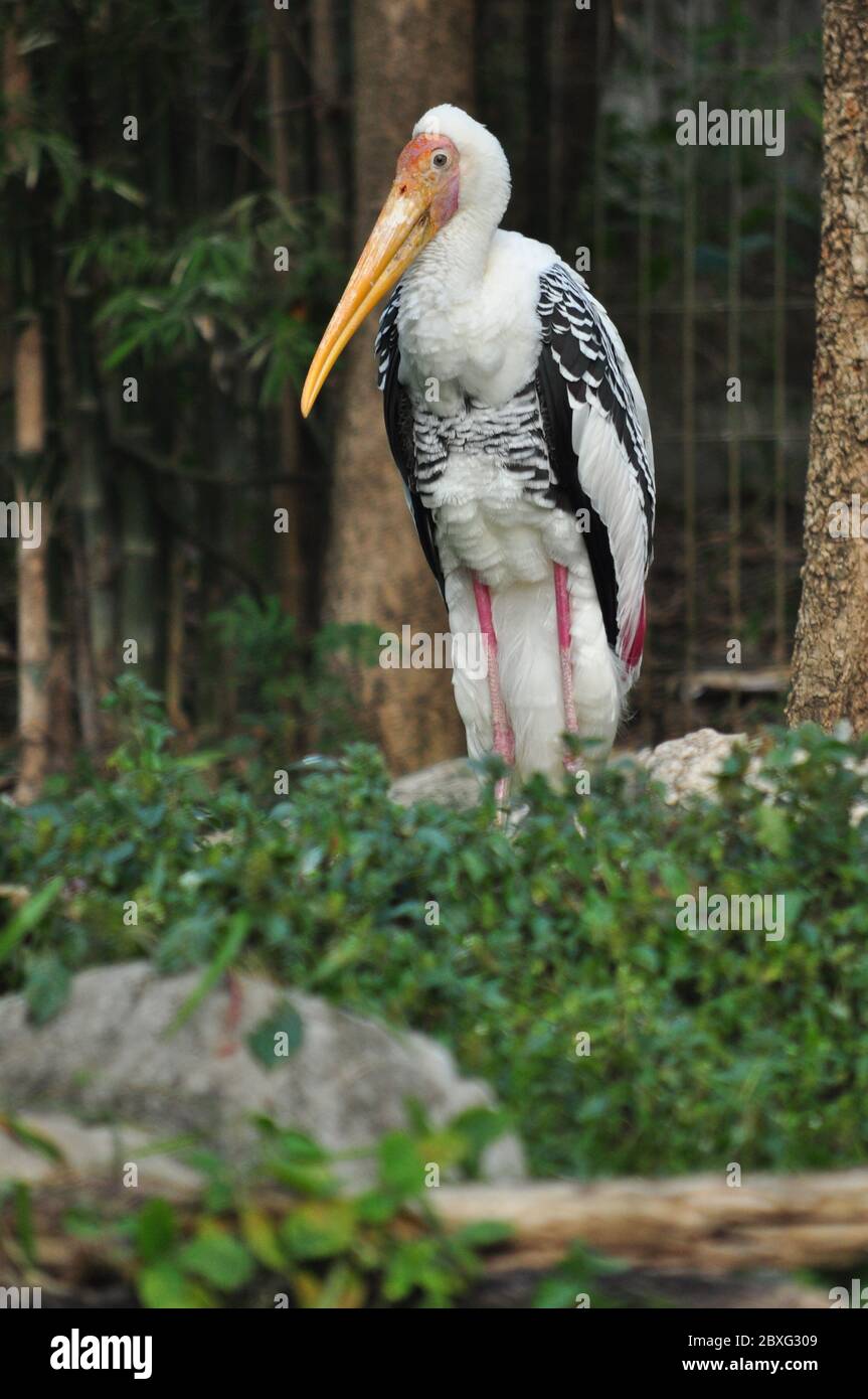 painted stork was standing, looking around. Where it stands Stock Photo ...