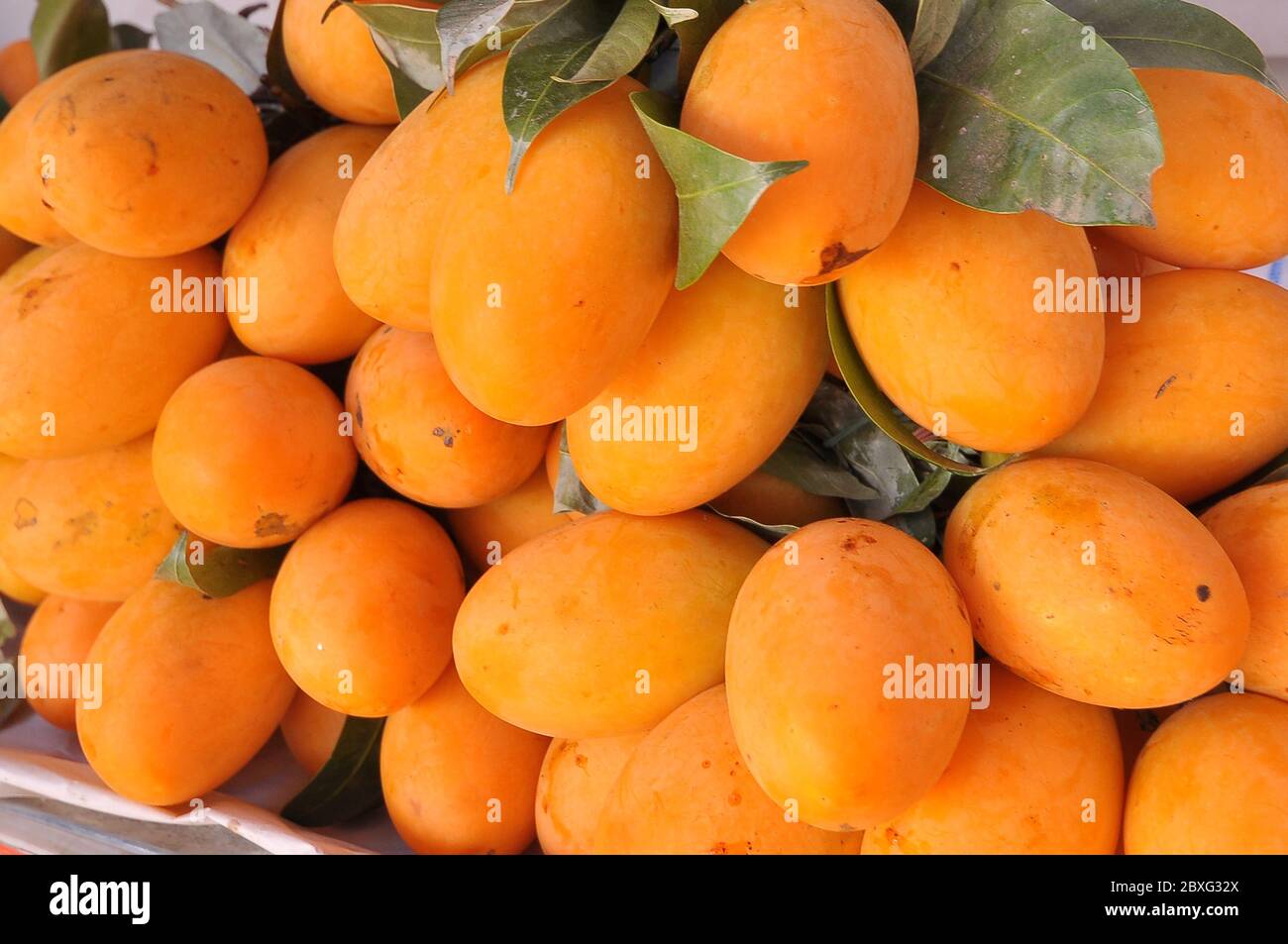 Bouea macrophylla on ripe, it is yellow in color, sweet taste Stock ...