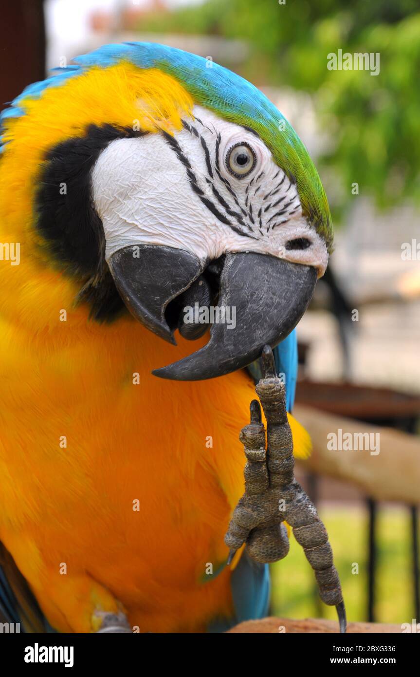 Blue-and-Gold Macaw, a bird with feathers in 2 colors, blue and yellow ...