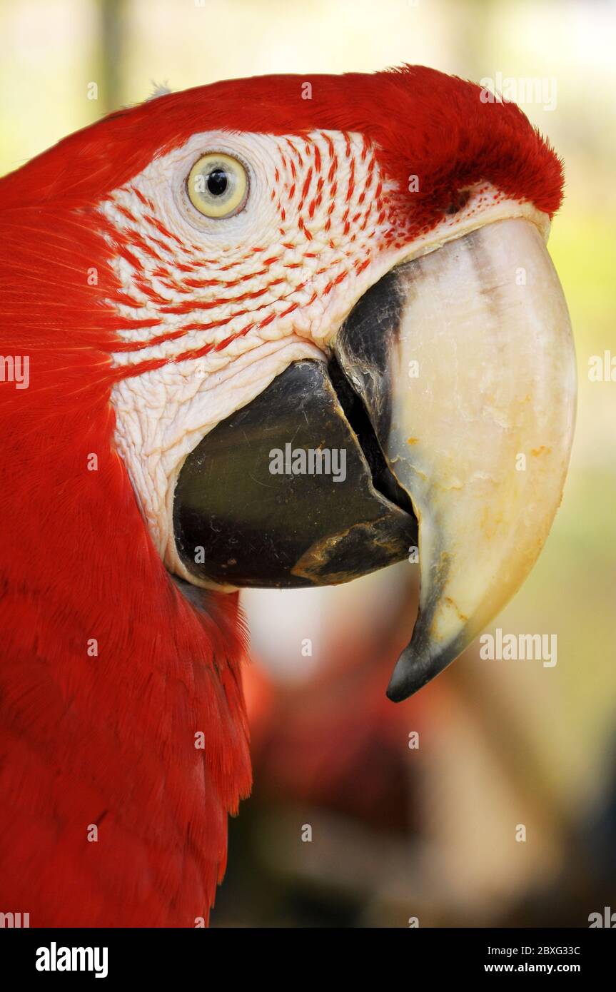 A Close up Green-winged Macaw face Stock Photo - Alamy