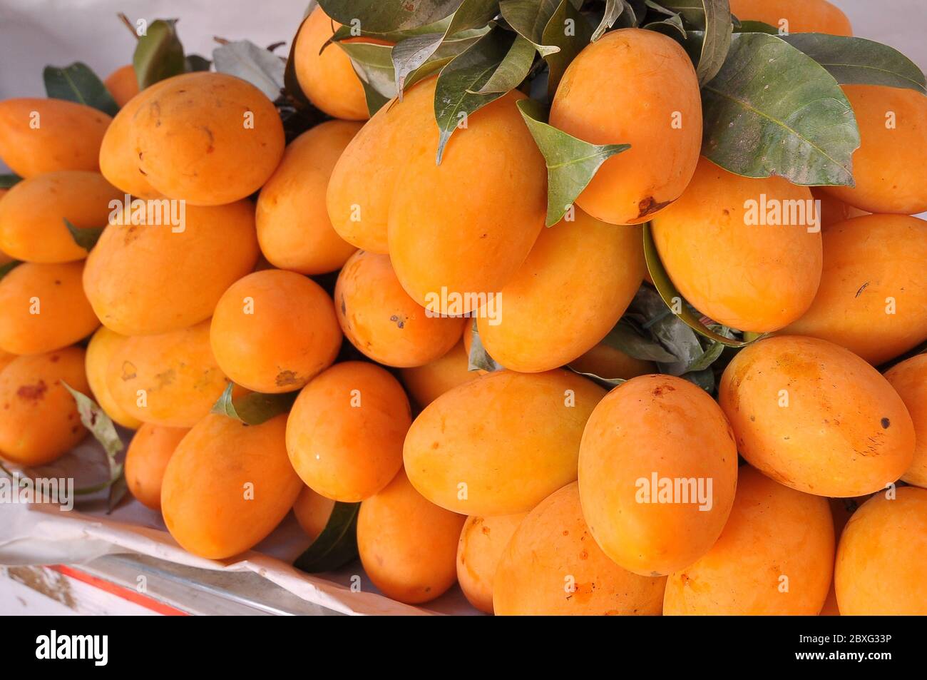 Bouea macrophylla on ripe, it is yellow in color, sweet taste Stock ...