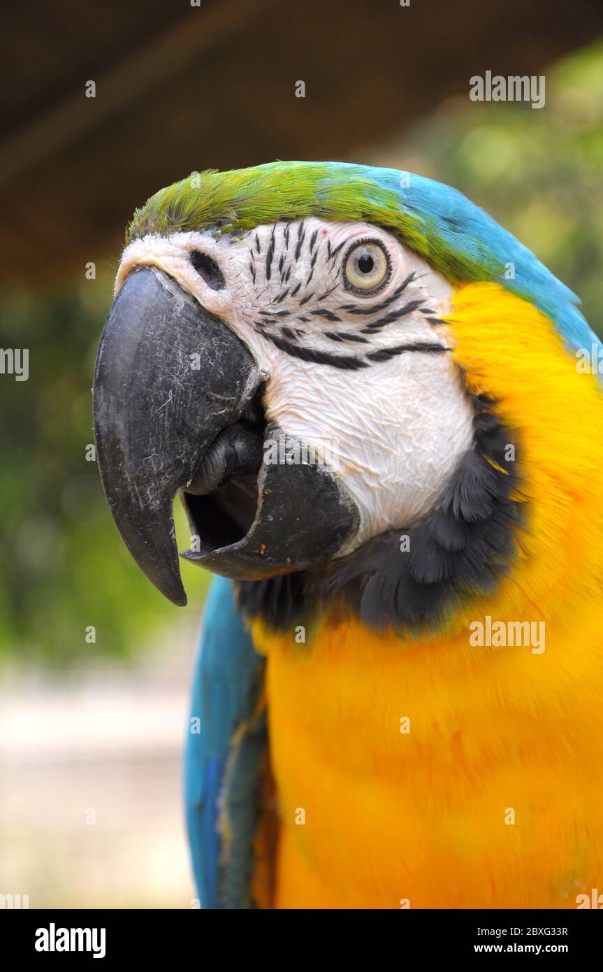 Blue-and-Gold Macaw, a bird with feathers in 2 colors, blue and yellow ...