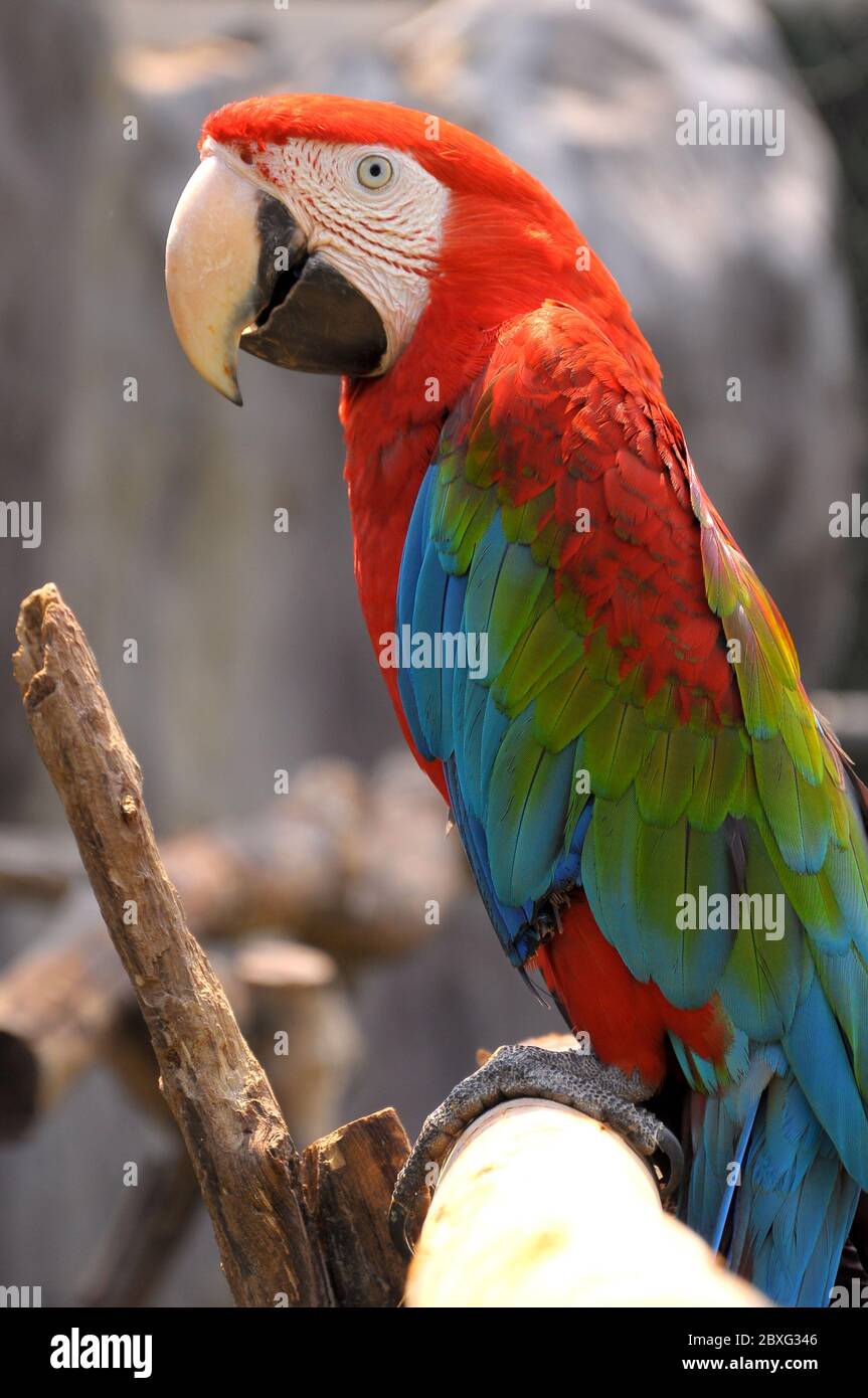Green-winged Macaw on tree branches within the exhibit Stock Photo - Alamy