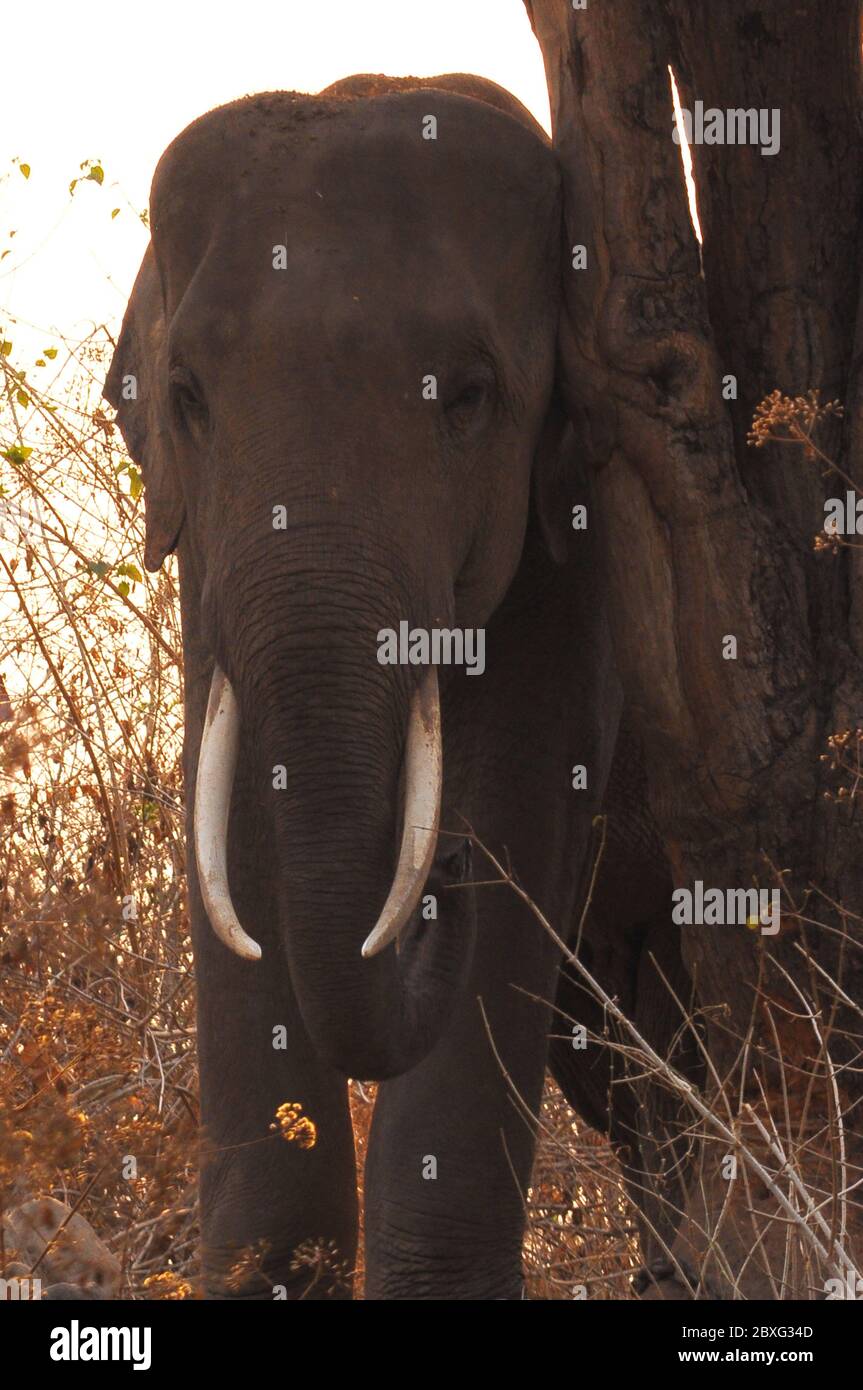 The sun will fall. An asia elephant was standing behind a tree Stock ...