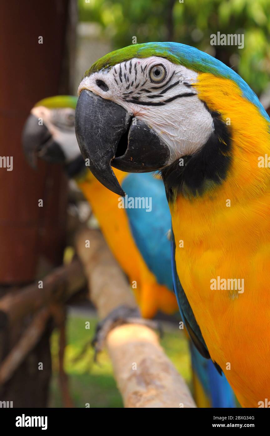 Blue-and-Gold Macaw, a bird with feathers in 2 colors, blue and yellow ...
