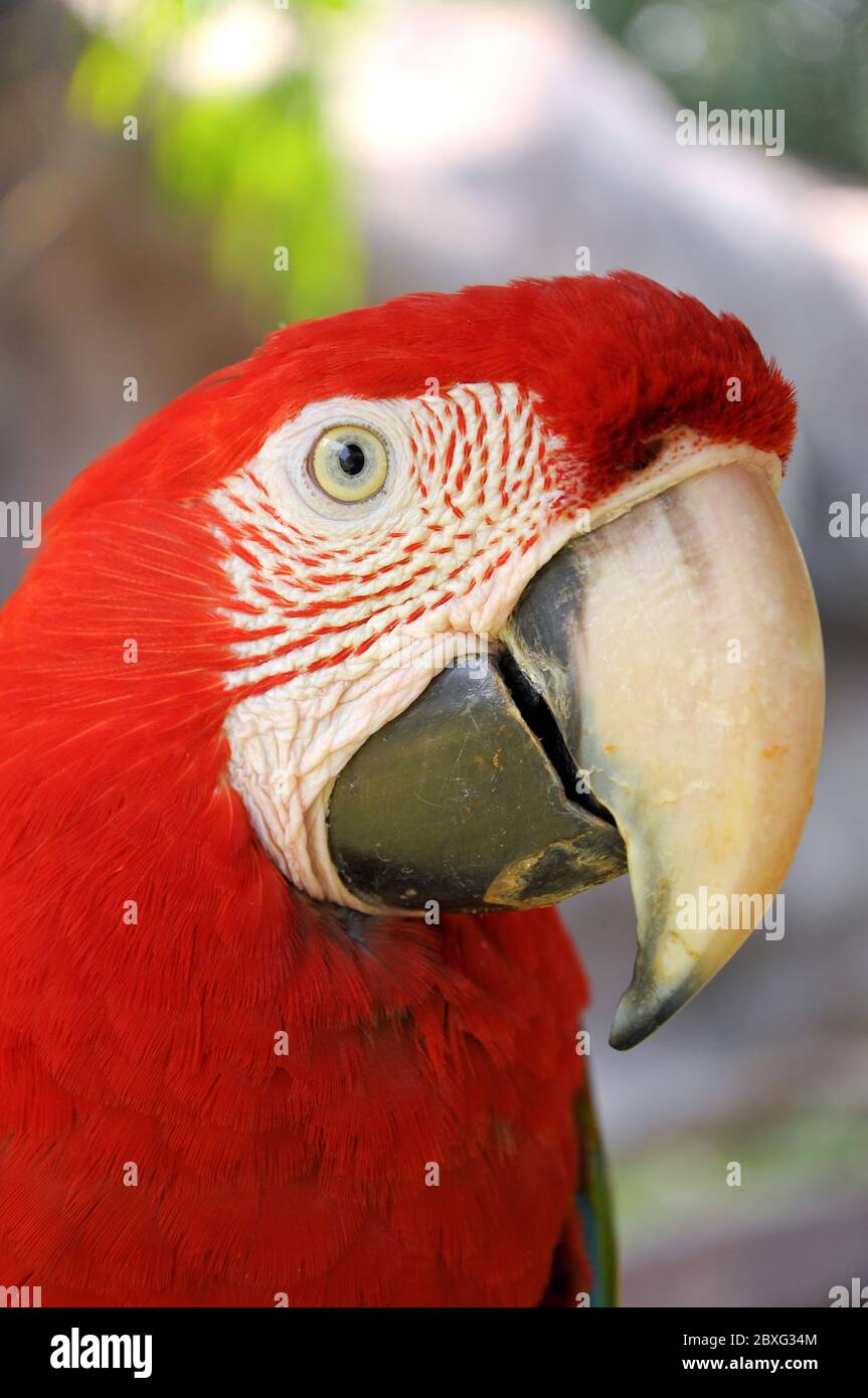 Red macaw face hi-res stock photography and images - Alamy