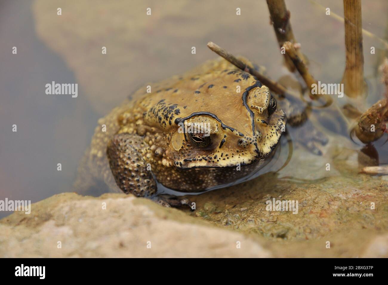 Toads are best known for their thick, warty skins Stock Photo - Alamy