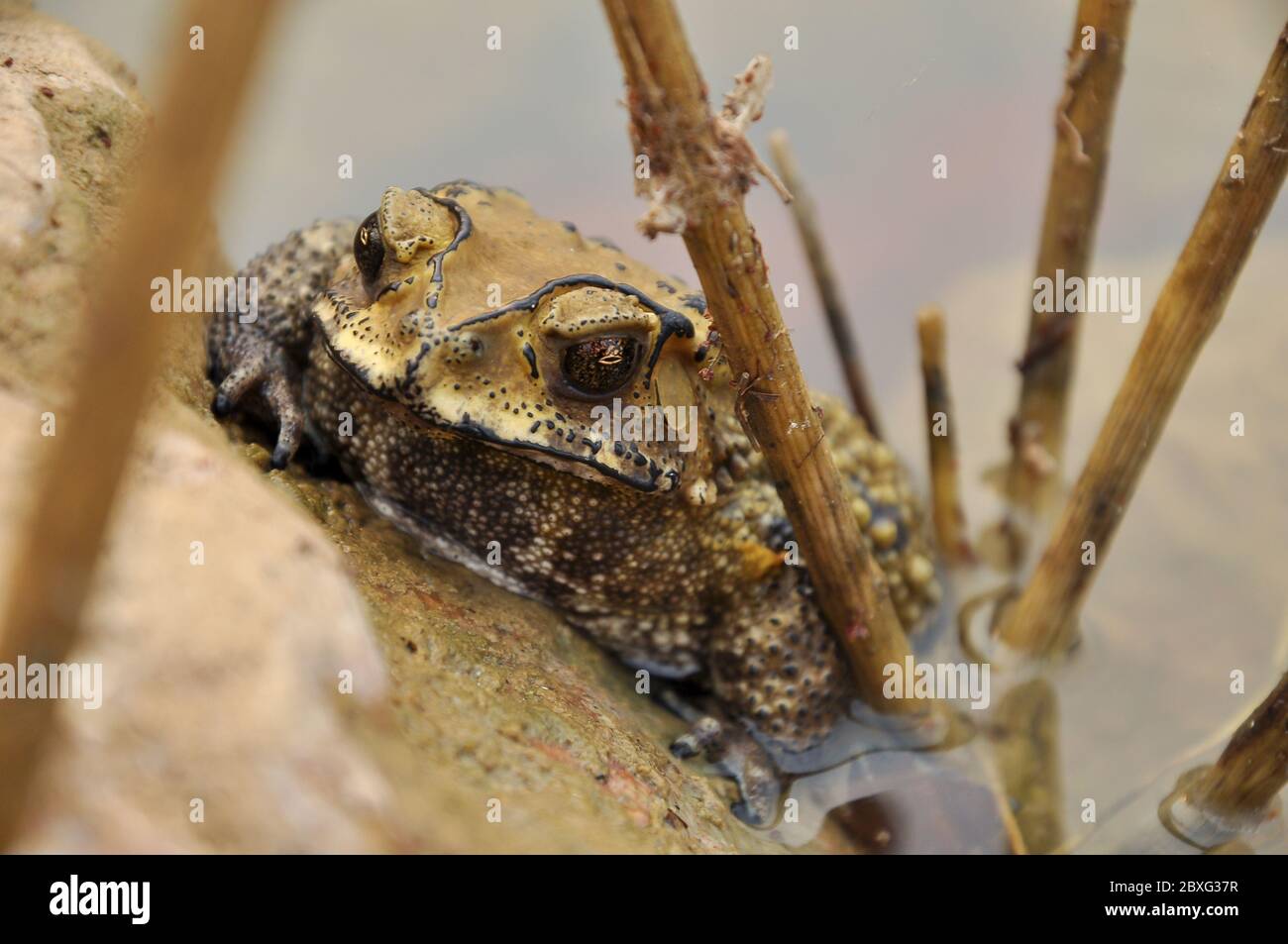 Toads are best known for their thick, warty skins Stock Photo - Alamy