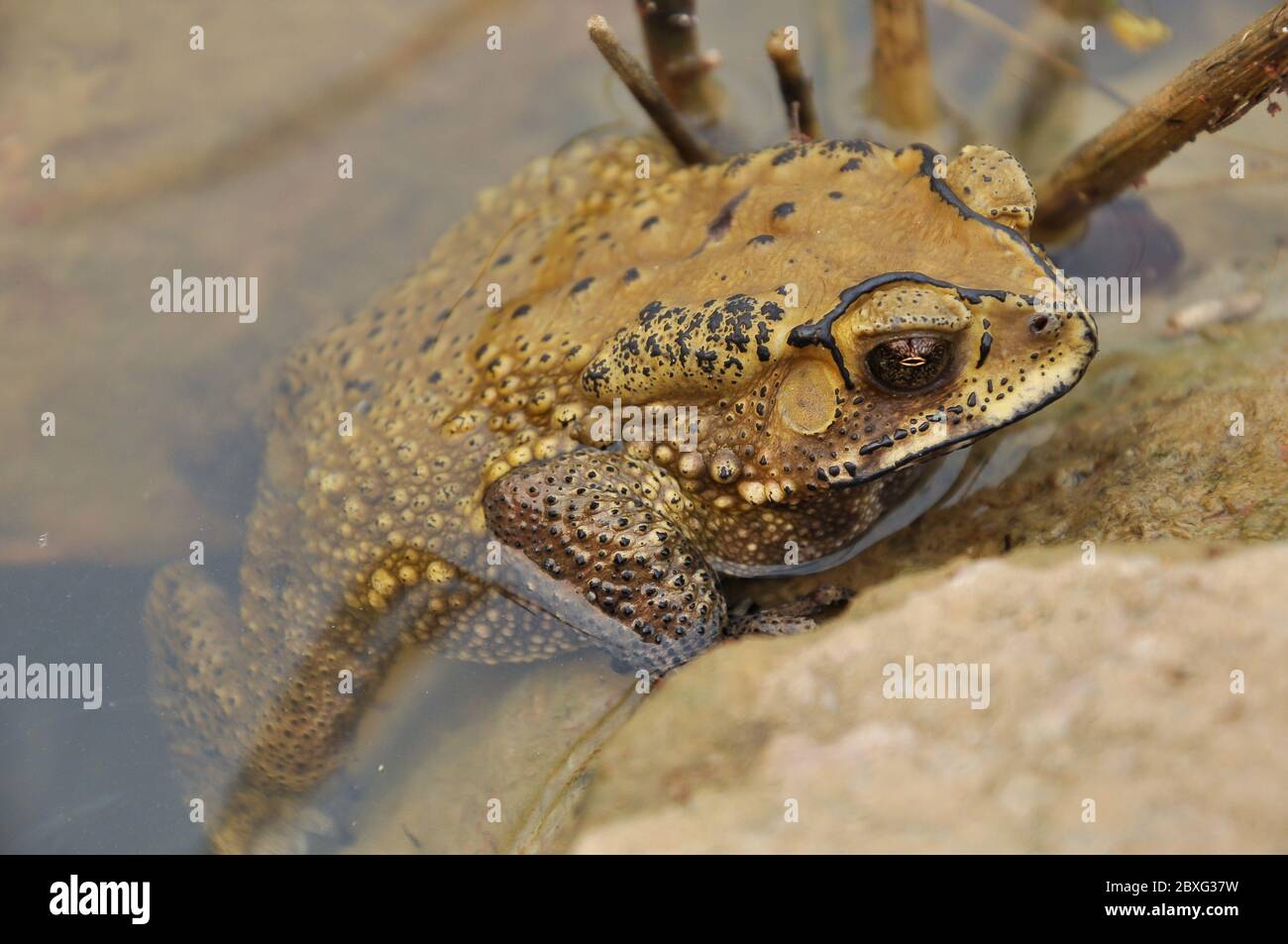 Toads are best known for their thick, warty skins Stock Photo - Alamy