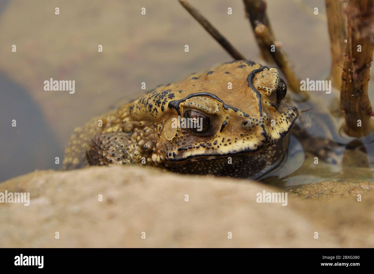 Toads are best known for their thick, warty skins Stock Photo - Alamy