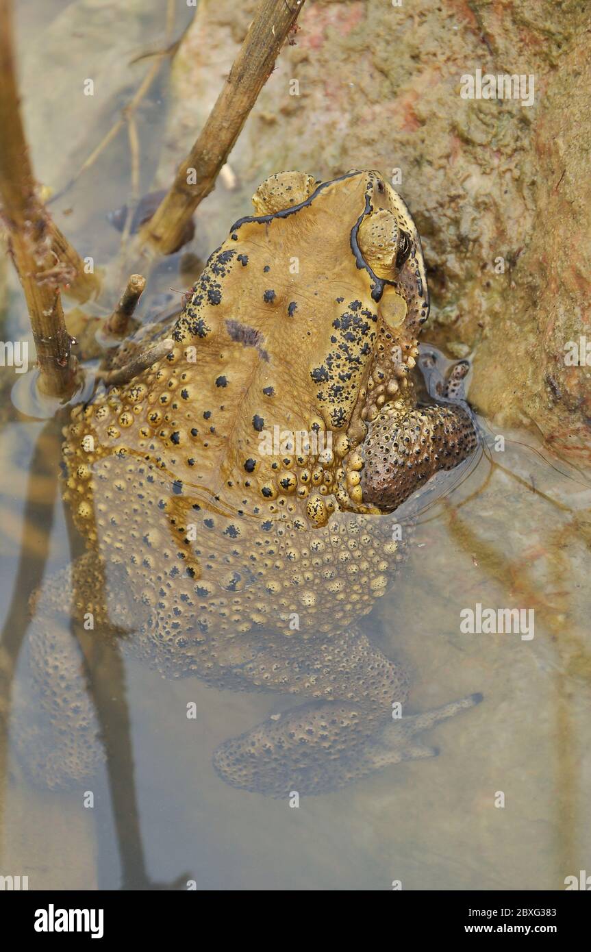 Toads are best known for their thick, warty skins Stock Photo - Alamy