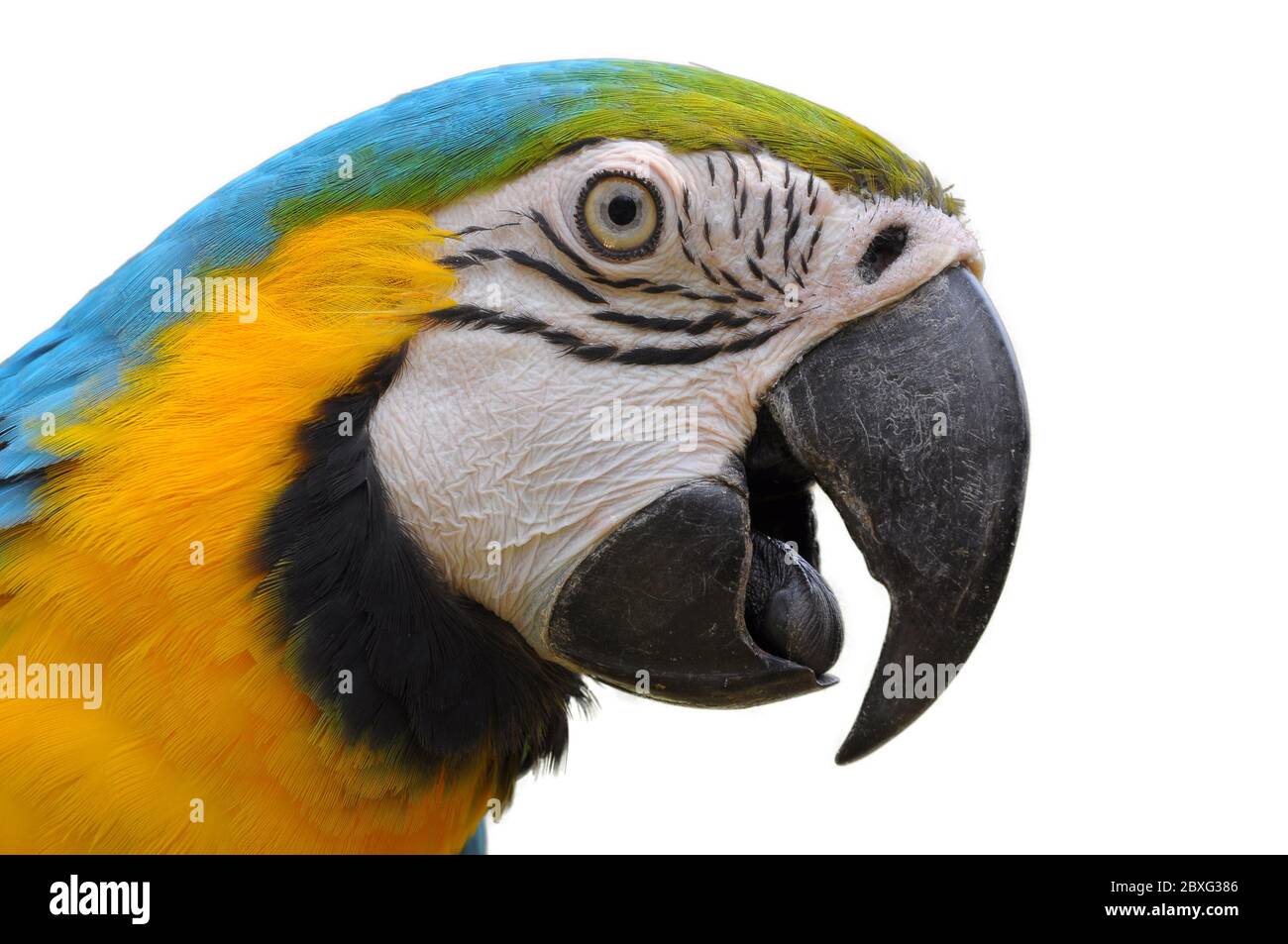 Close up Blue-and-Gold Macaw face isolate on white background Stock ...